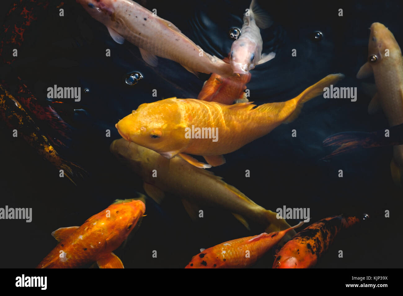 Goldener koi karpfen -Fotos und -Bildmaterial in hoher Auflösung – Alamy