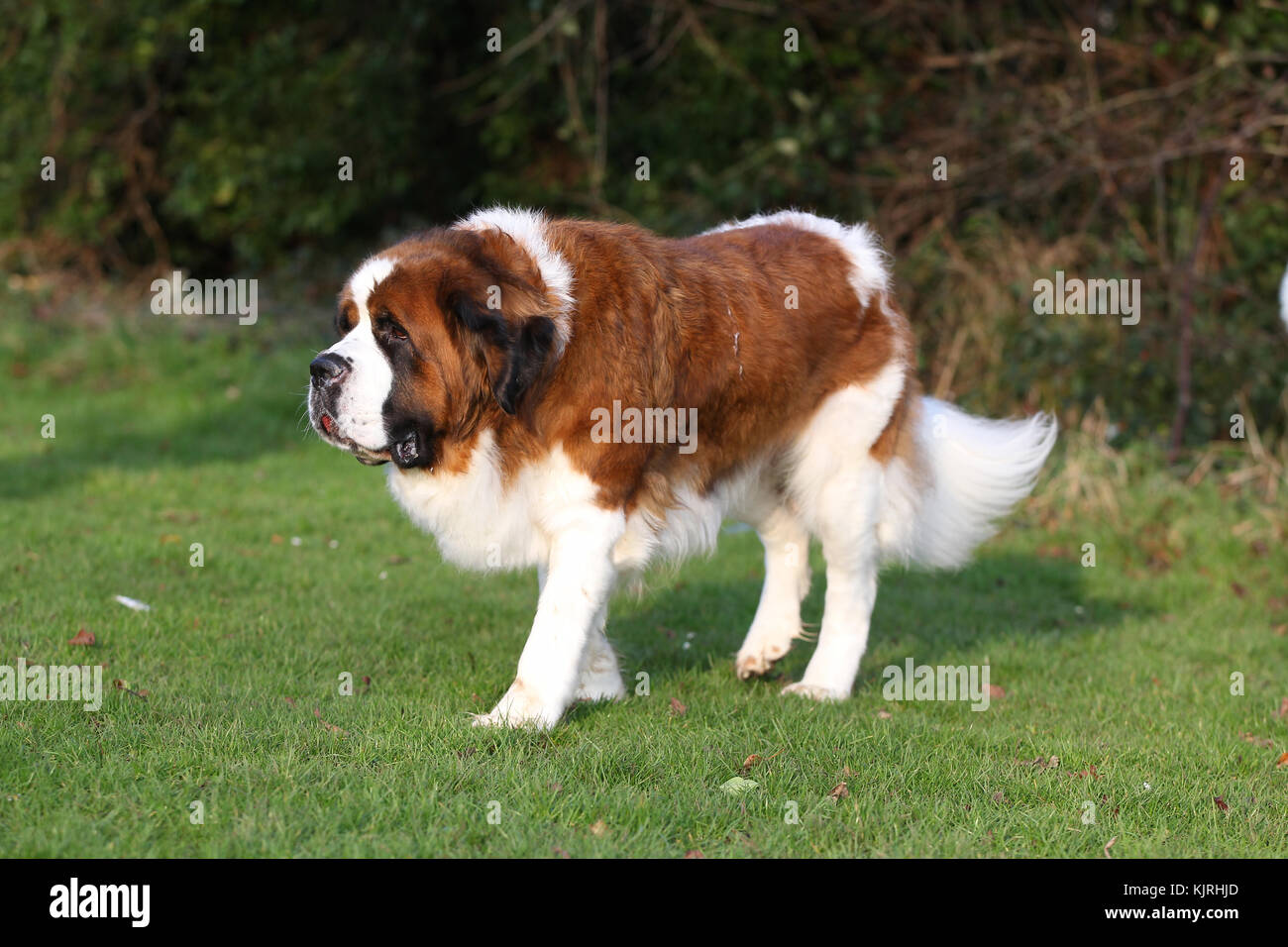 Alpine mastiff -Fotos und -Bildmaterial in hoher Auflösung – Alamy