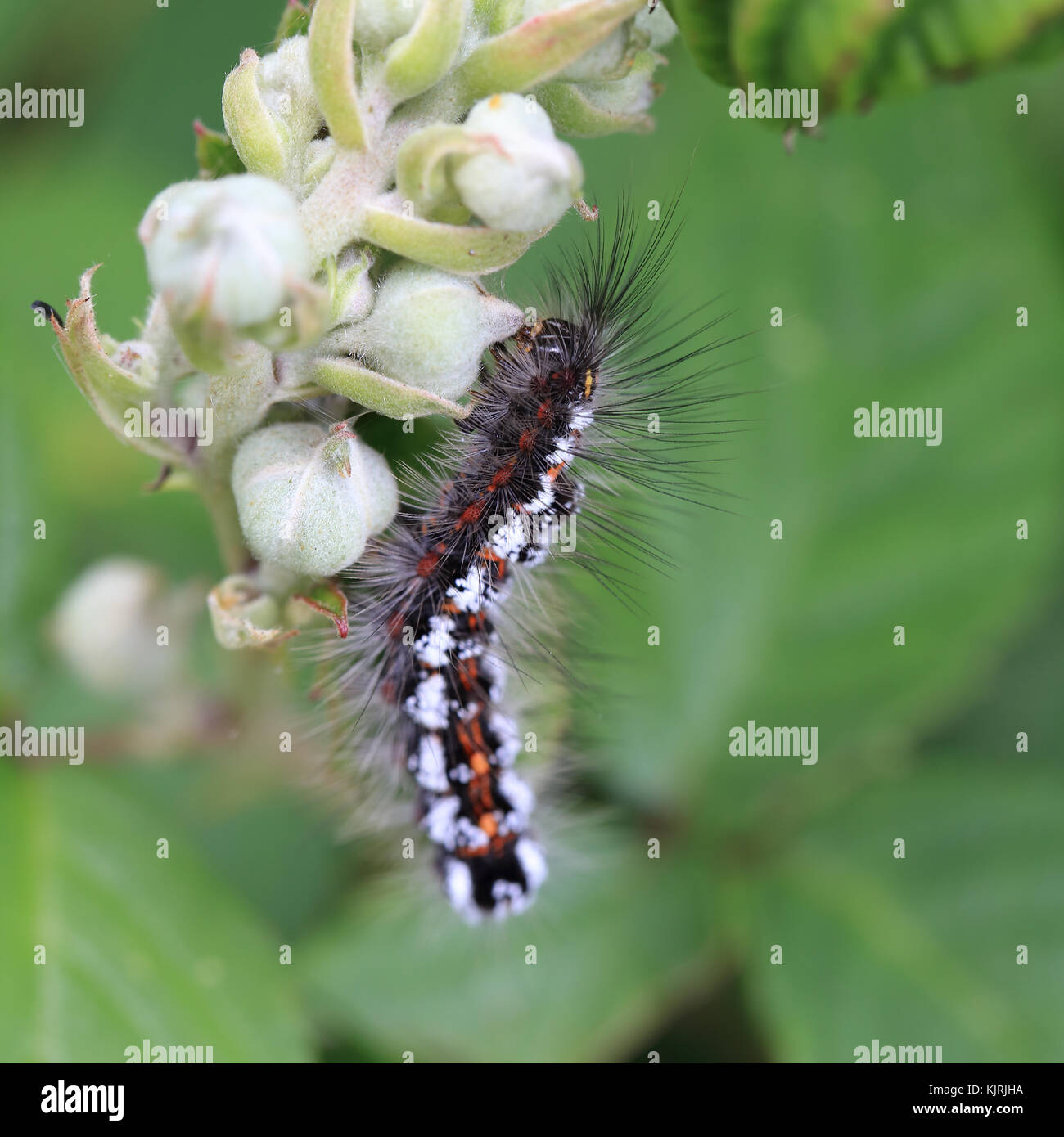 Braune haarige raupe -Fotos und -Bildmaterial in hoher Auflösung ...