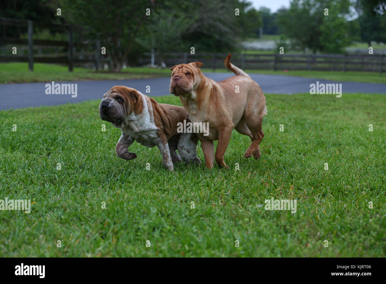 Fighting dog -Fotos und -Bildmaterial in hoher Auflösung – Alamy