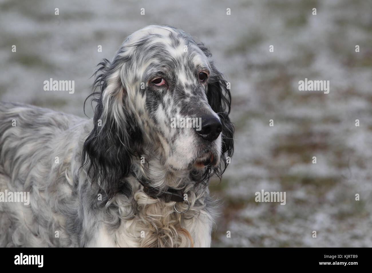Laverack setzer -Fotos und -Bildmaterial in hoher Auflösung – Alamy