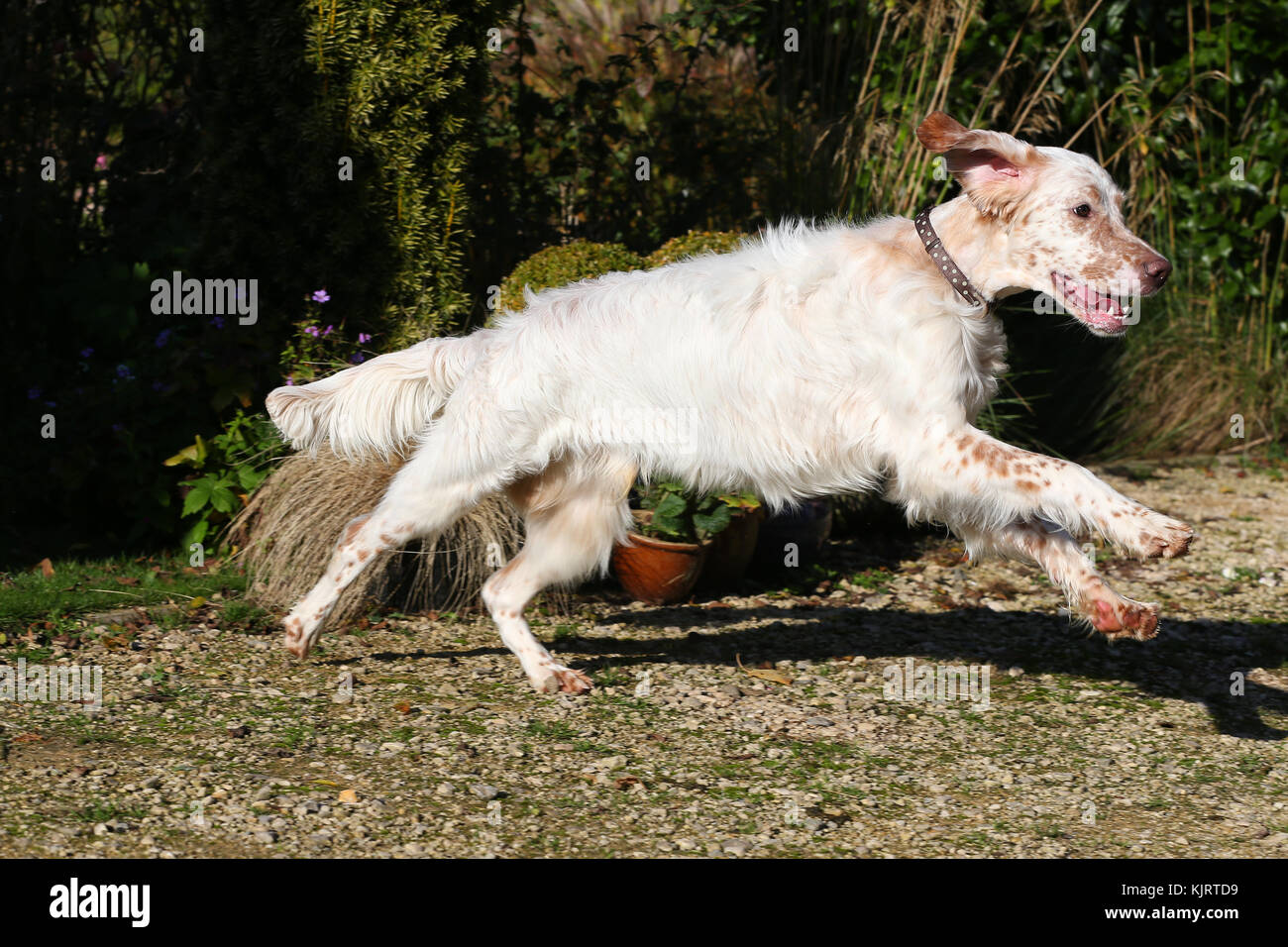 Laverack setzer -Fotos und -Bildmaterial in hoher Auflösung – Alamy