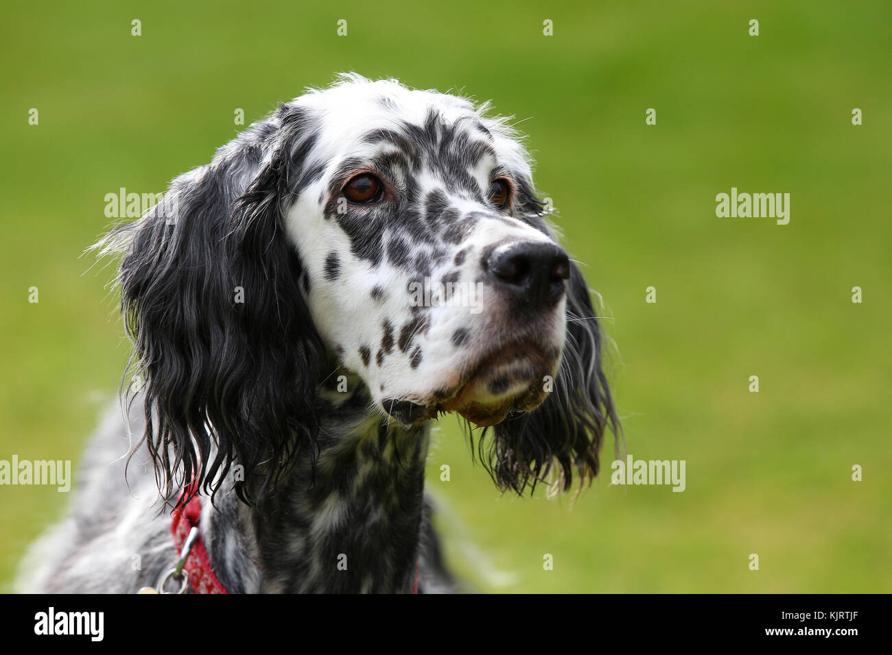 Laverack setzer -Fotos und -Bildmaterial in hoher Auflösung – Alamy