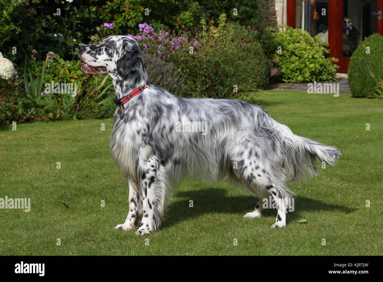 Laverack setzer -Fotos und -Bildmaterial in hoher Auflösung – Alamy