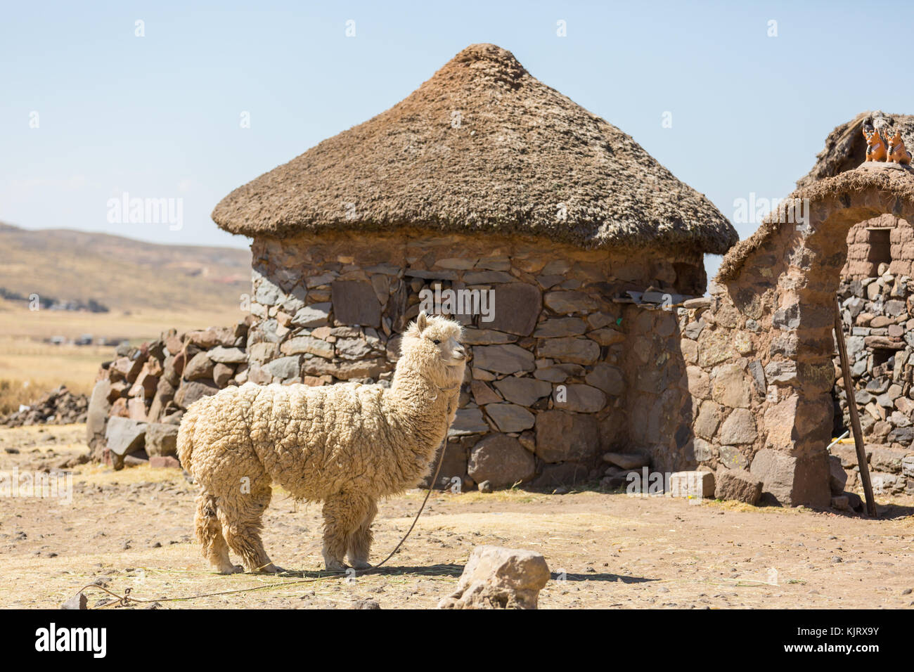 Peru alpaca -Fotos und -Bildmaterial in hoher Auflösung - Seite 2 - Alamy