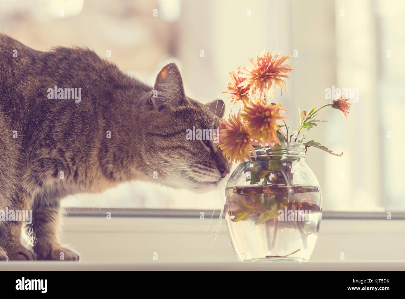Katze blumen riechen -Fotos und -Bildmaterial in hoher Auflösung – Alamy