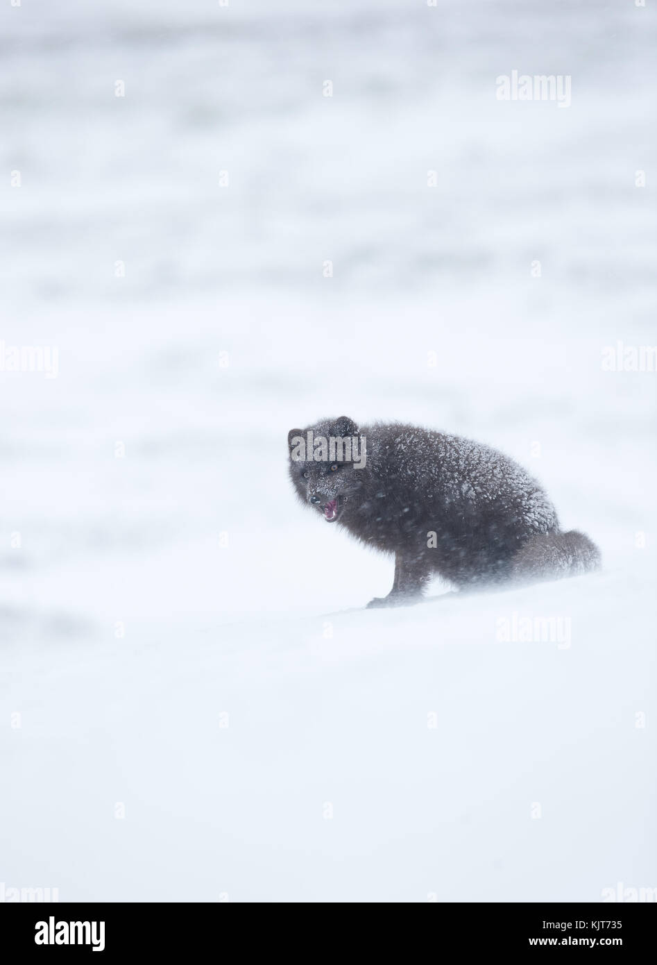 Blue morph Polarfuchs stehend in der fallenden Schnee, Winter in Island ...