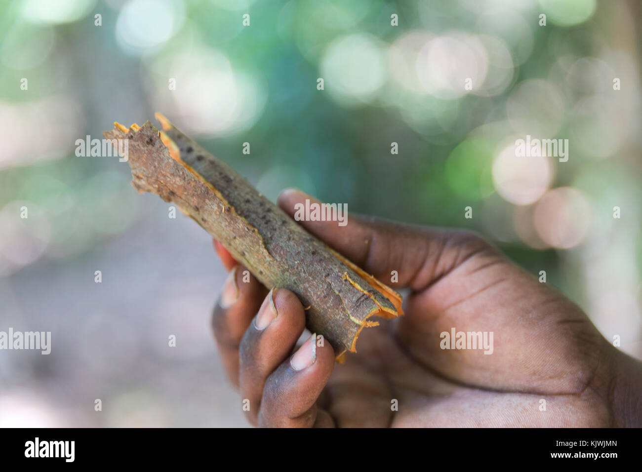 Aus rinde wachsen -Fotos und -Bildmaterial in hoher Auflösung – Alamy