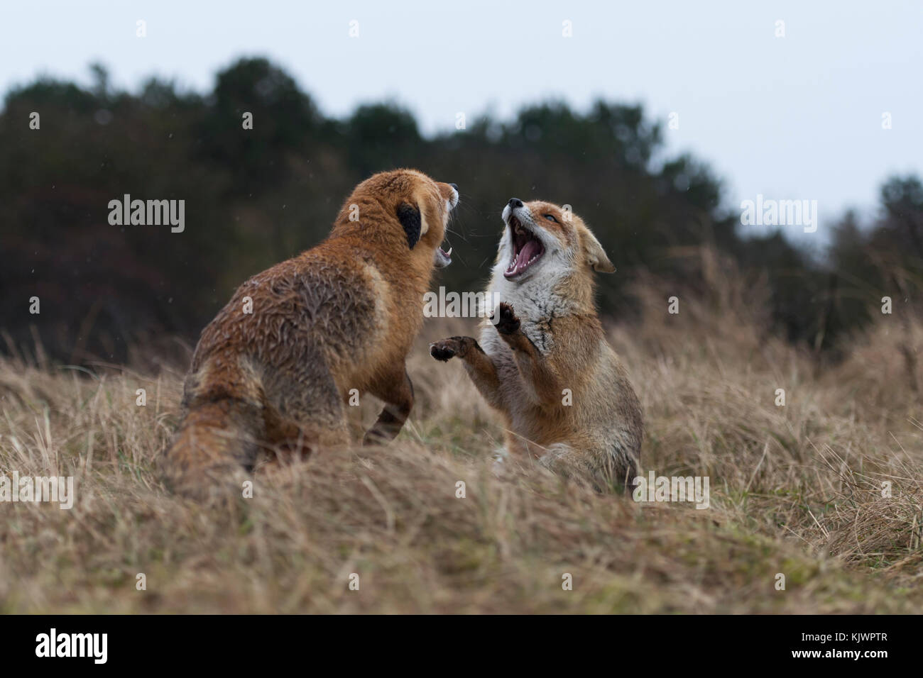 Aggressive Fox In The Stockfotos und -bilder Kaufen - Alamy