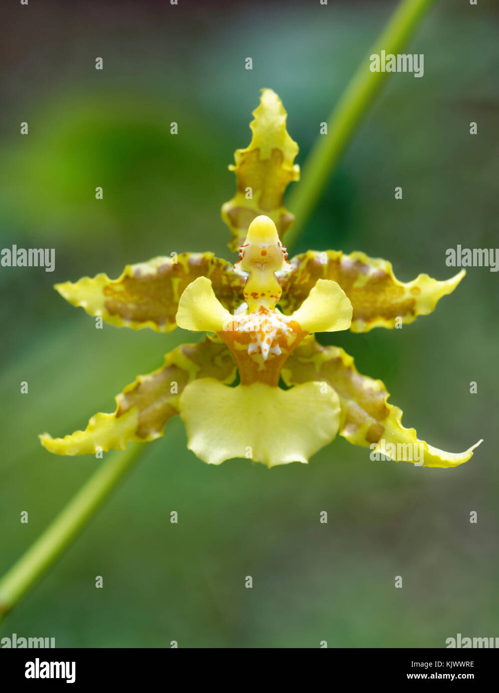 Tanzende orchidee -Fotos und -Bildmaterial in hoher Auflösung – Alamy