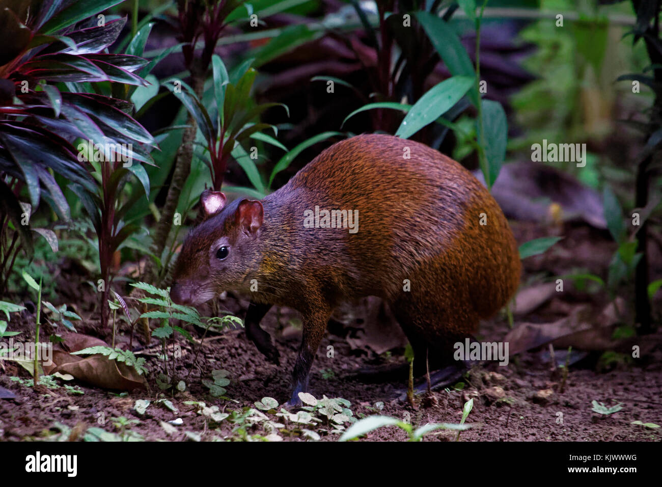 Costa rica aguti -Fotos und -Bildmaterial in hoher Auflösung – Alamy