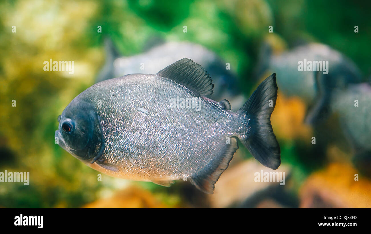 Piranha fish -Fotos und -Bildmaterial in hoher Auflösung – Alamy