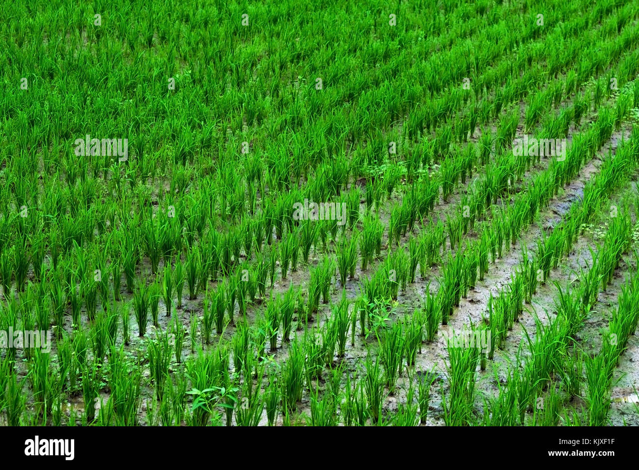 Japanese rice farm -Fotos und -Bildmaterial in hoher Auflösung – Alamy