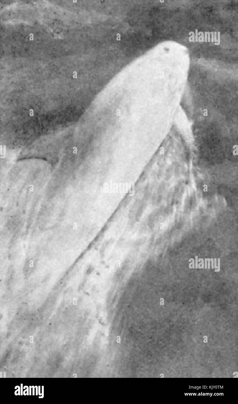 Pelorus jack -Fotos und -Bildmaterial in hoher Auflösung – Alamy