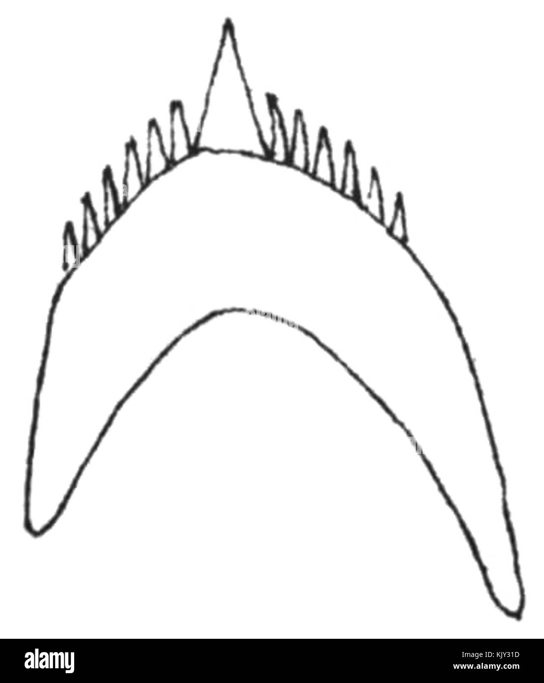 Fiona pinnata -Fotos und -Bildmaterial in hoher Auflösung – Alamy