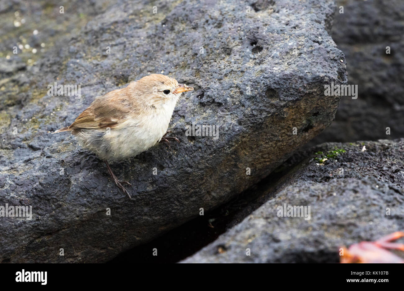 Certhidea fusca galapagos finken -Fotos und -Bildmaterial in hoher ...