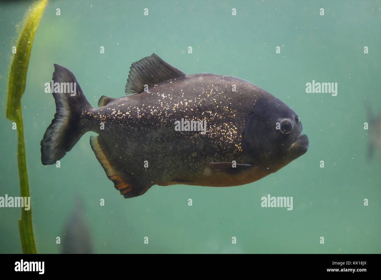 Roter Piranha (Pygocentrus Nattereri), auch bekannt als die Red ...