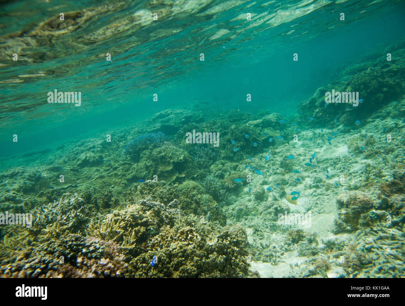 Fidschi blauer teufel damselfish -Fotos und -Bildmaterial in hoher ...