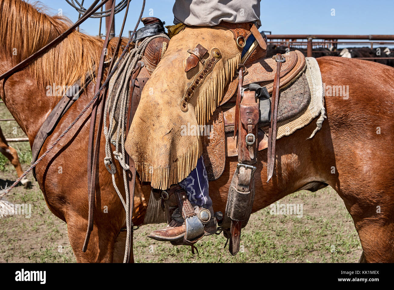 Leather leggings horse -Fotos und -Bildmaterial in hoher Auflösung – Alamy