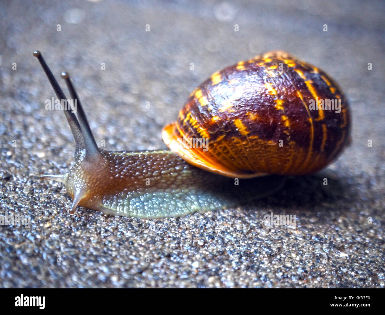 Schnecke im feld -Fotos und -Bildmaterial in hoher Auflösung – Alamy