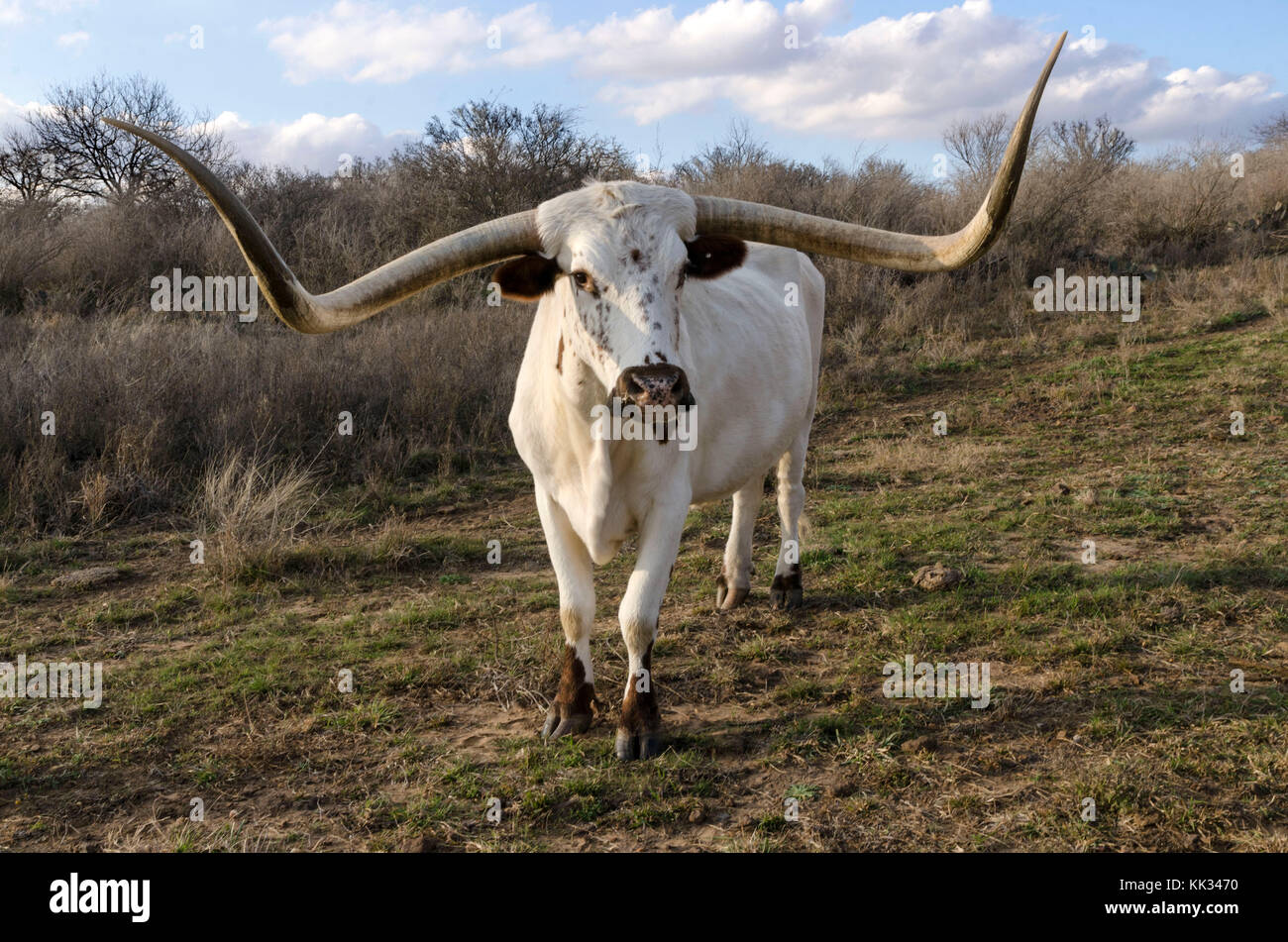 Ein Texas Longhorn Stier durchstreift der Texas Open Range ...