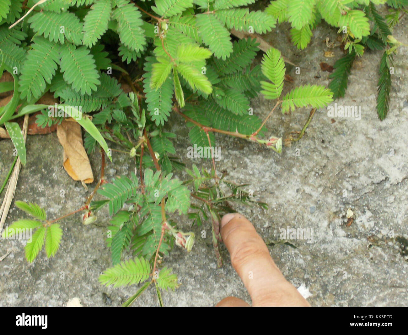 Mimosa pudica illustration -Fotos und -Bildmaterial in hoher Auflösung ...
