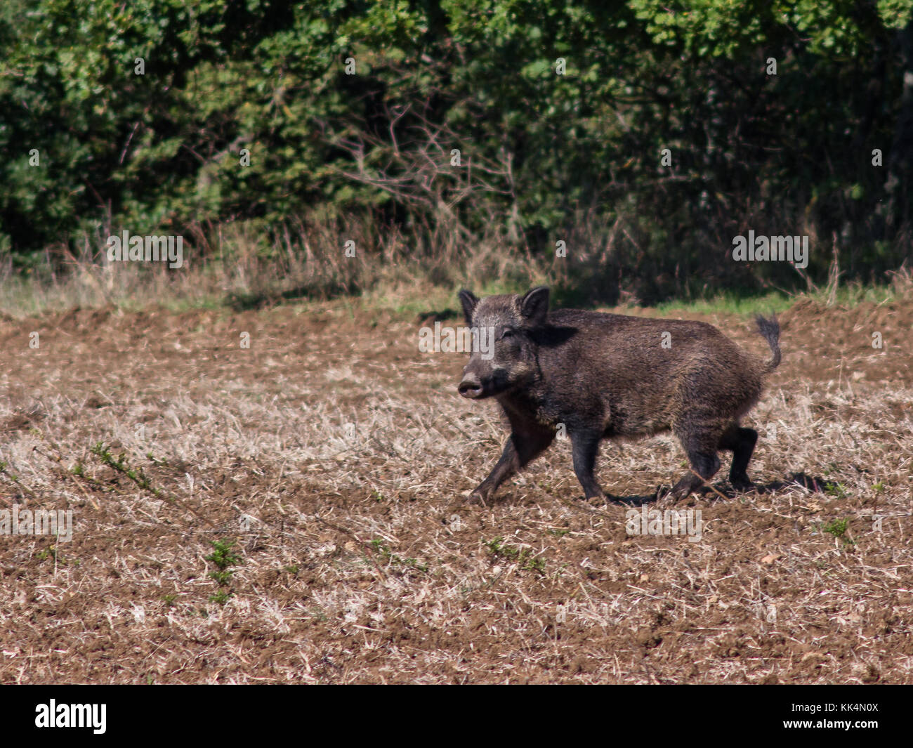 Running Wild Boar Stockfotografie - Alamy