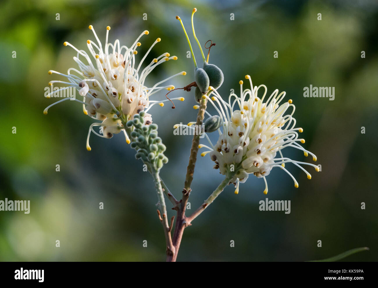 Wilde einheimische blumen -Fotos und -Bildmaterial in hoher Auflösung ...