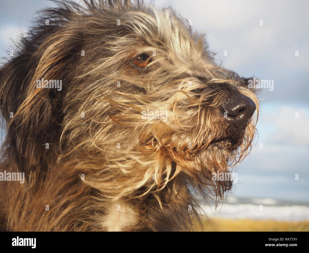 Hund im wind -Fotos und -Bildmaterial in hoher Auflösung – Alamy