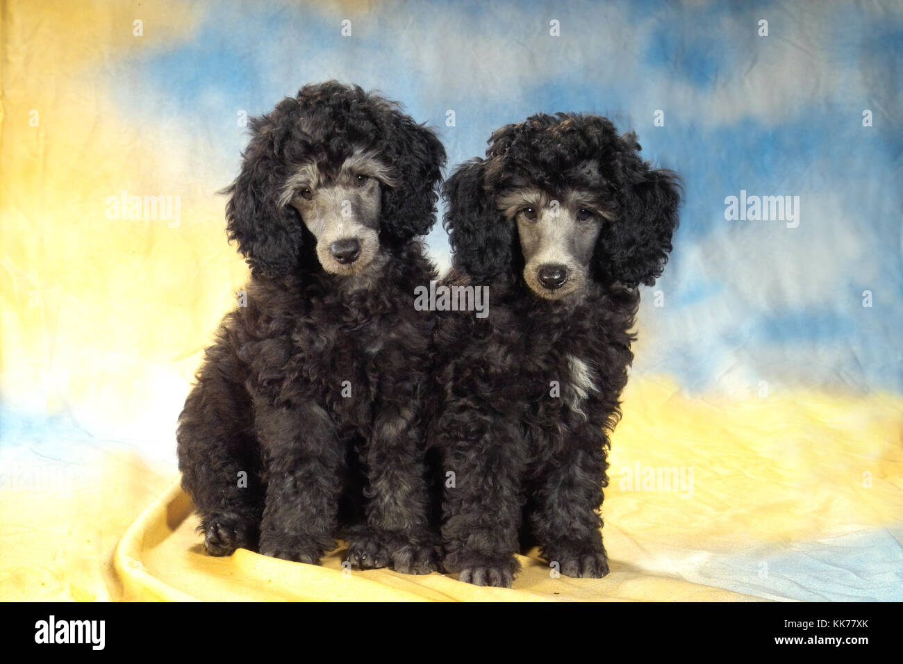 Zwei junge Pudel Stockfotografie - Alamy