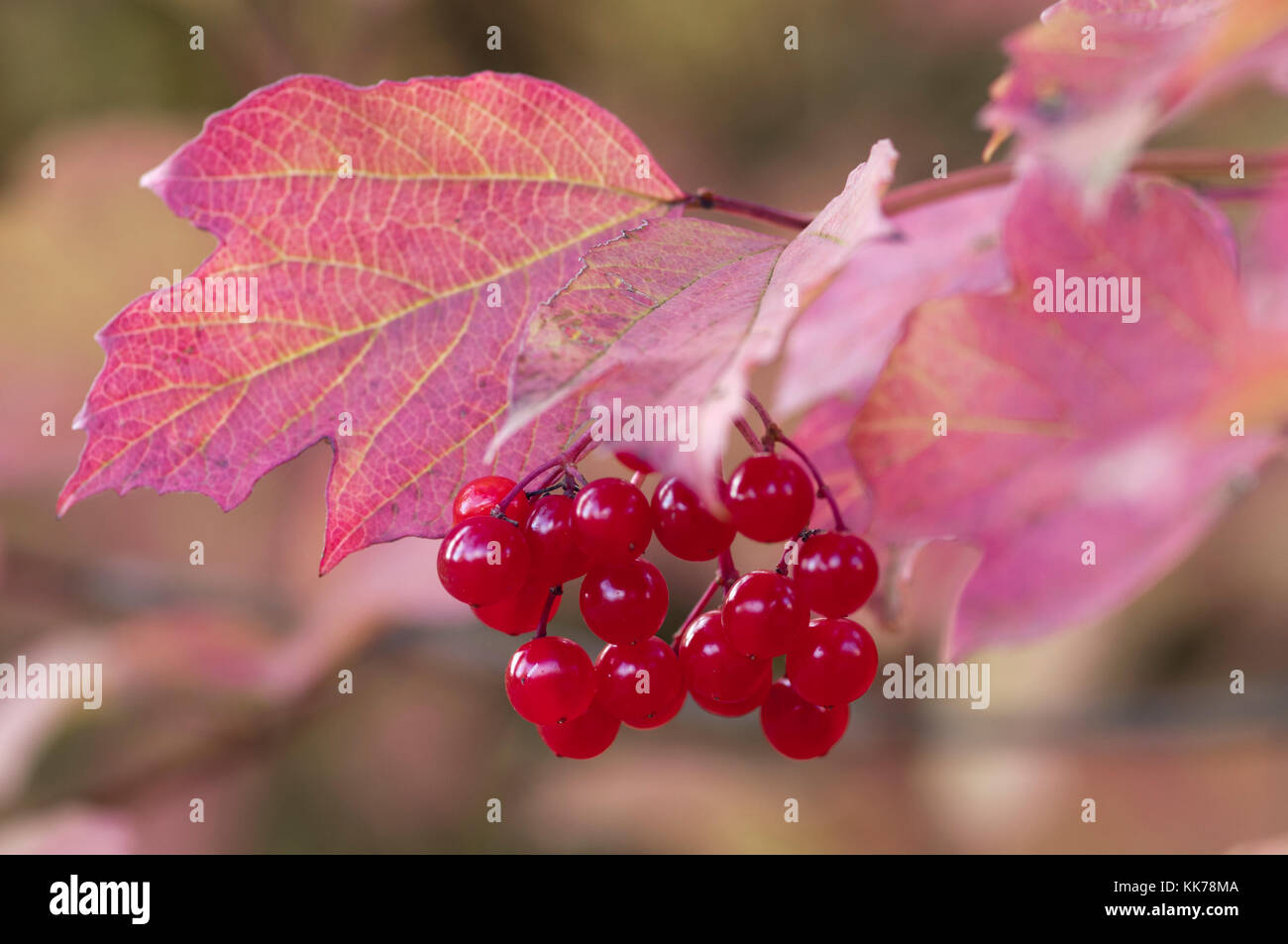 Gefllter Schneeball Herbst