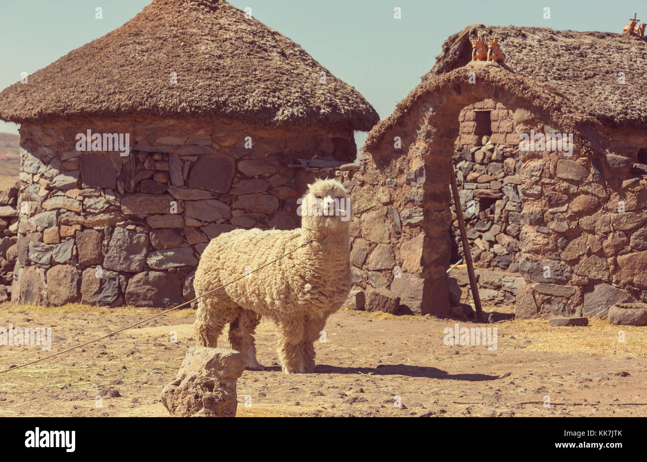 Peru alpaca -Fotos und -Bildmaterial in hoher Auflösung - Seite 2 - Alamy