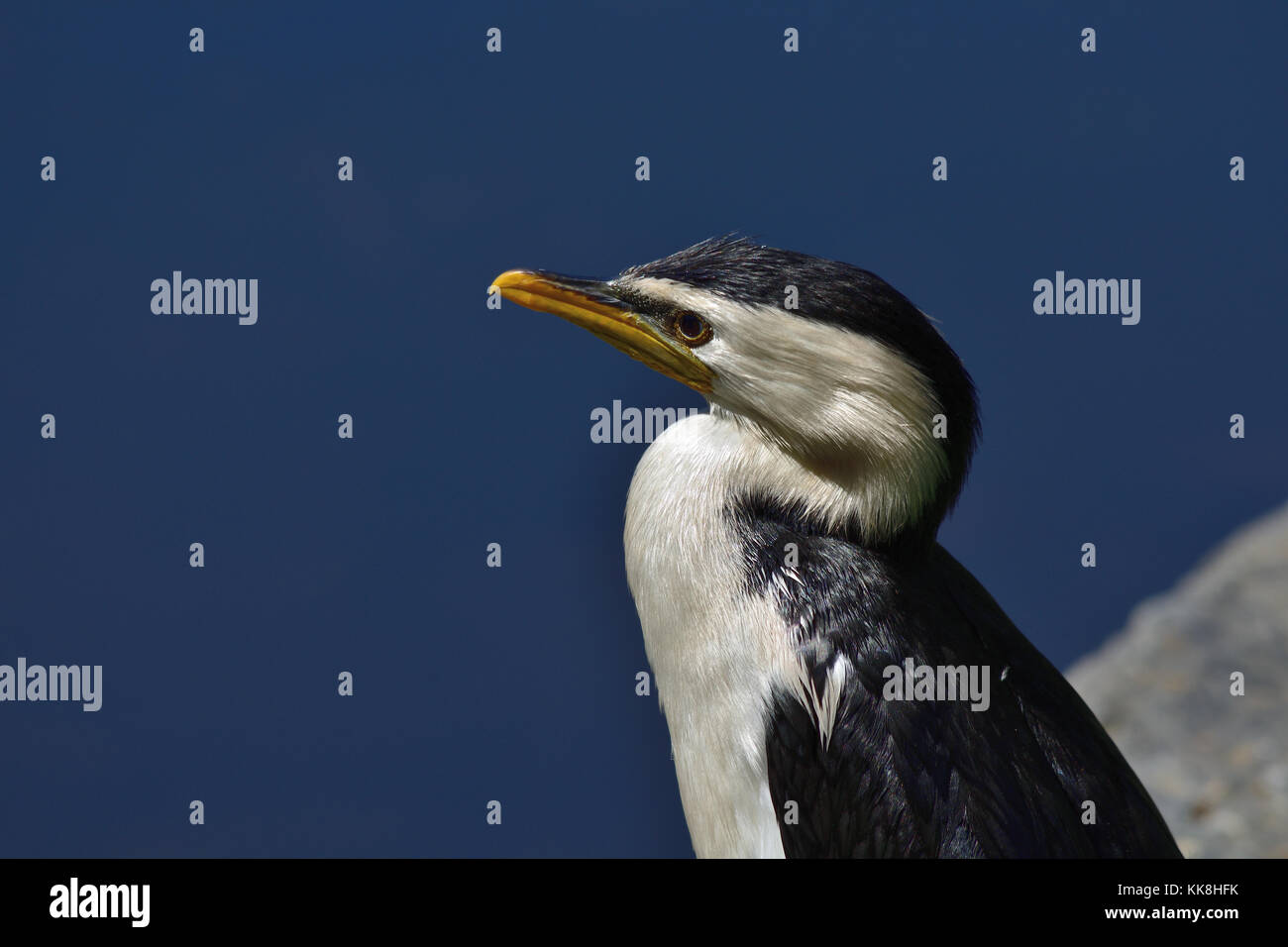 Australischer Vogel Nahe Einem Lagunenfoto Stockfotos und -bilder ...