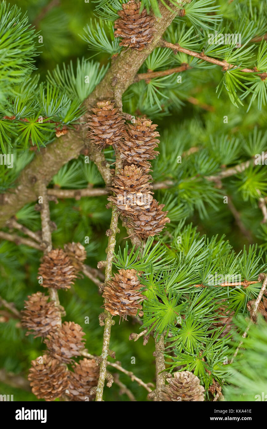 Europäische Lärche, Larix decidua, Zweig mit Zapfen, Europäische Lärche ...