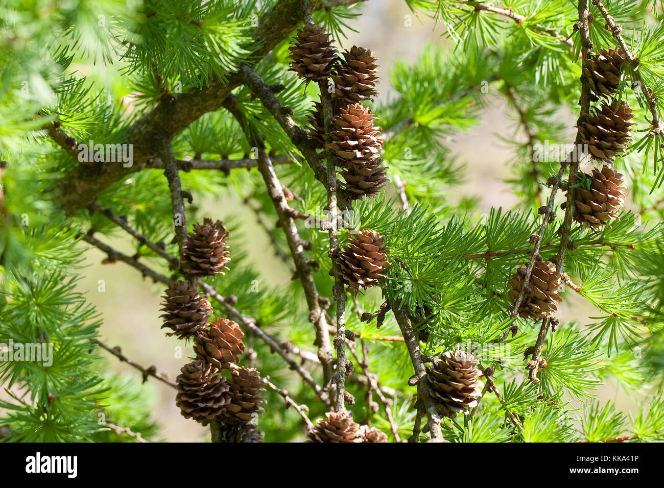 European larch (larix decidua) -Fotos und -Bildmaterial in hoher ...