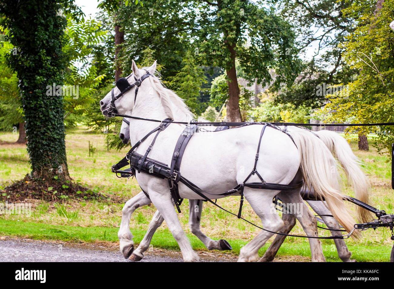 Pferd ziehen wagen irland -Fotos und -Bildmaterial in hoher Auflösung ...