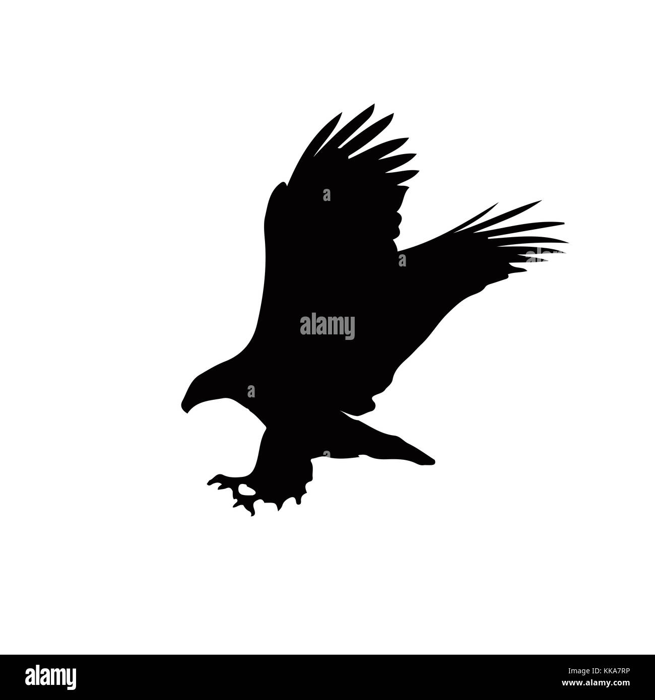 Flying eagle falcon hawk vector -Fotos und -Bildmaterial in hoher ...