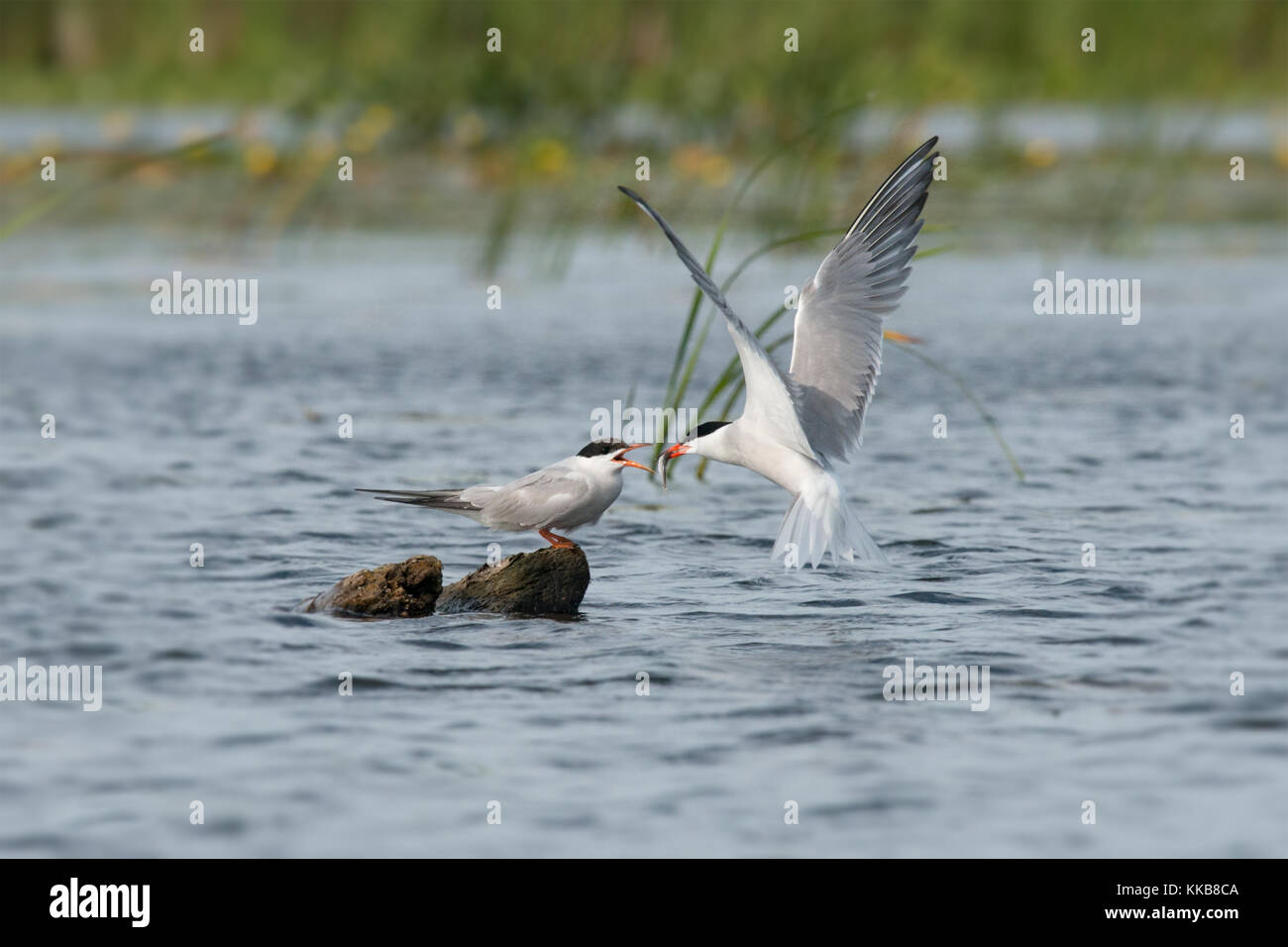 Schwebende Seeschwalbe liefert Fisch an Küken auf Snag im Sumpf ...