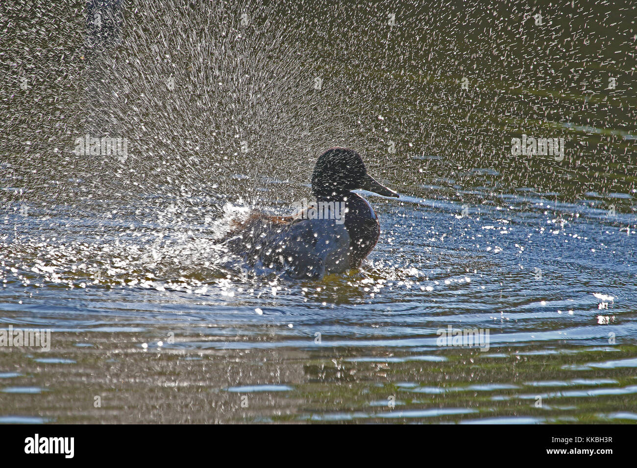 Ancona ente -Fotos und -Bildmaterial in hoher Auflösung – Alamy