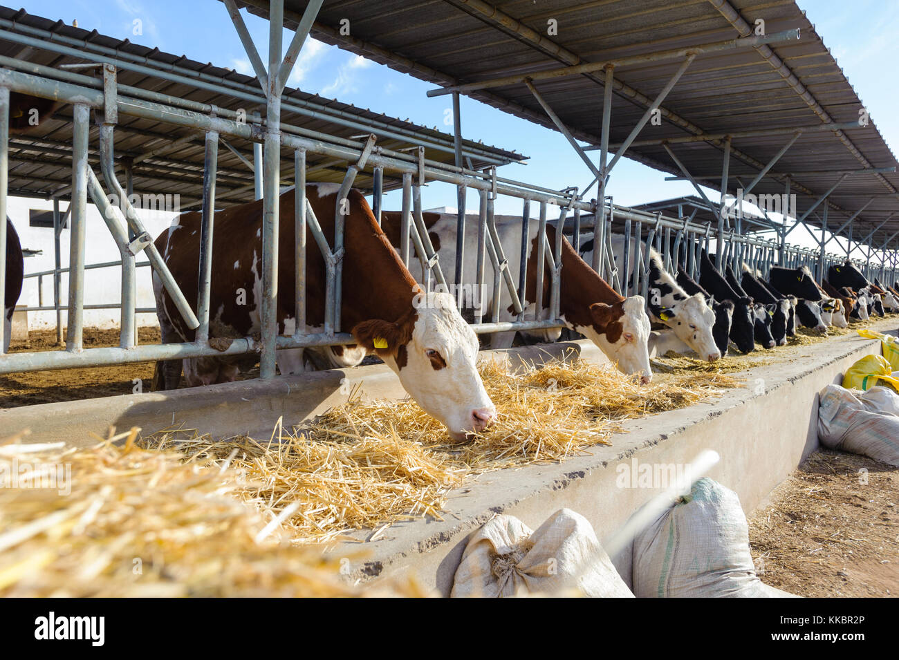 Heu heben -Fotos und -Bildmaterial in hoher Auflösung – Alamy