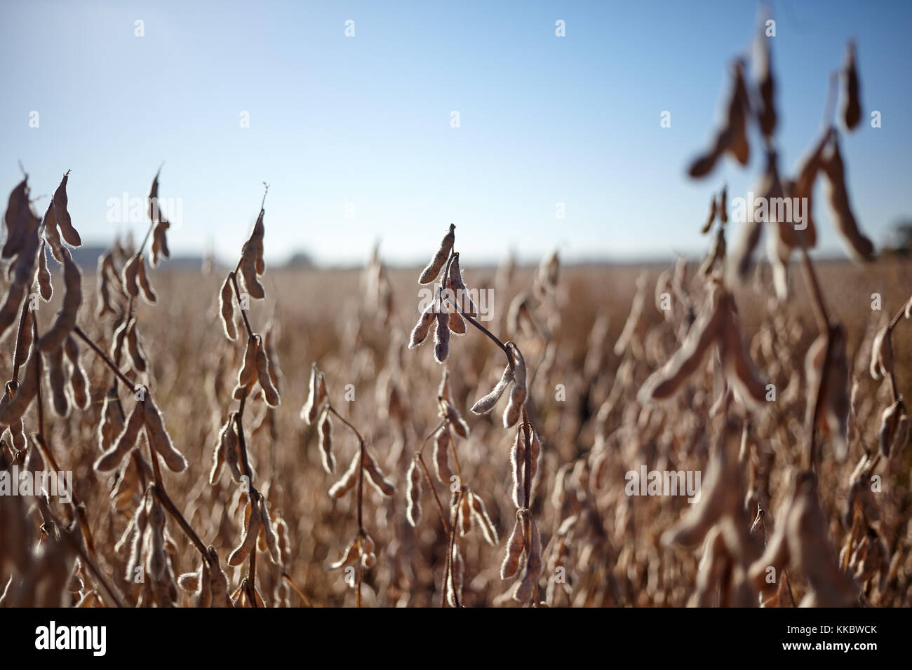 Ranching bohnen -Fotos und -Bildmaterial in hoher Auflösung – Alamy