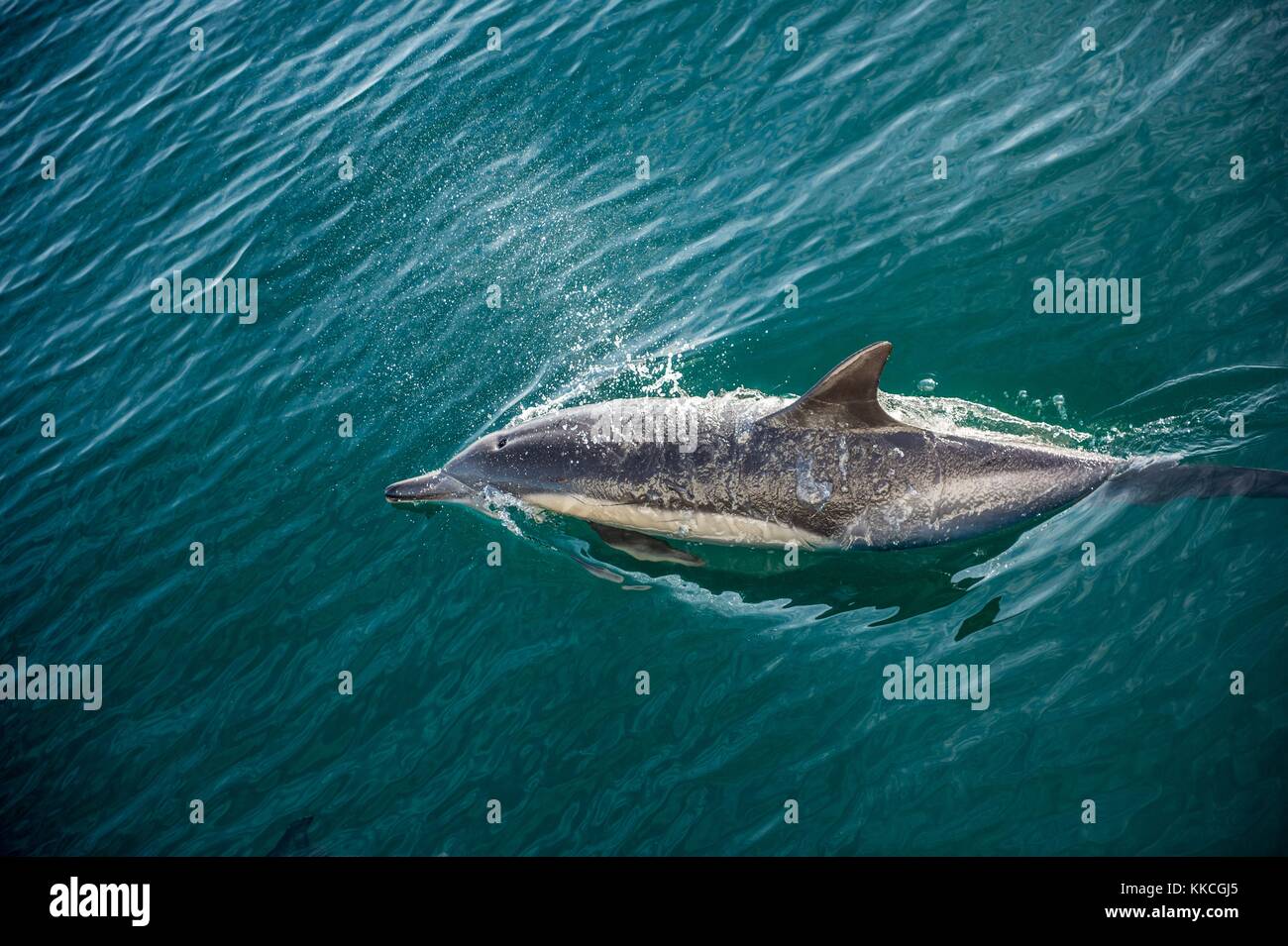 Alles leben kommt aus dem wasser -Fotos und -Bildmaterial in hoher ...