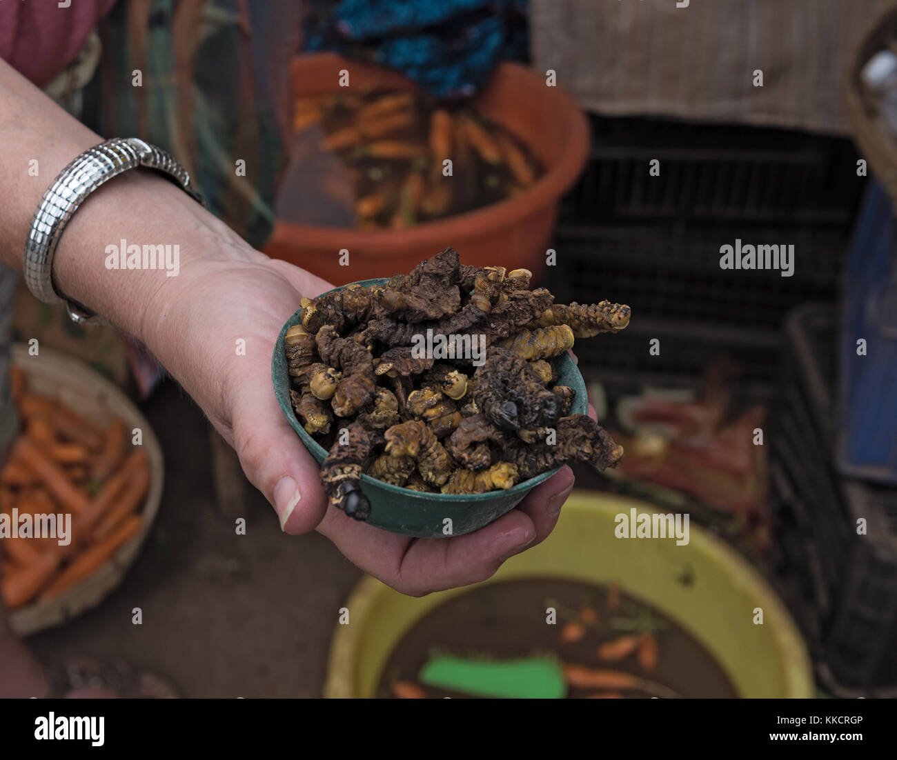 Grüne raupen afrika -Fotos und -Bildmaterial in hoher Auflösung – Alamy