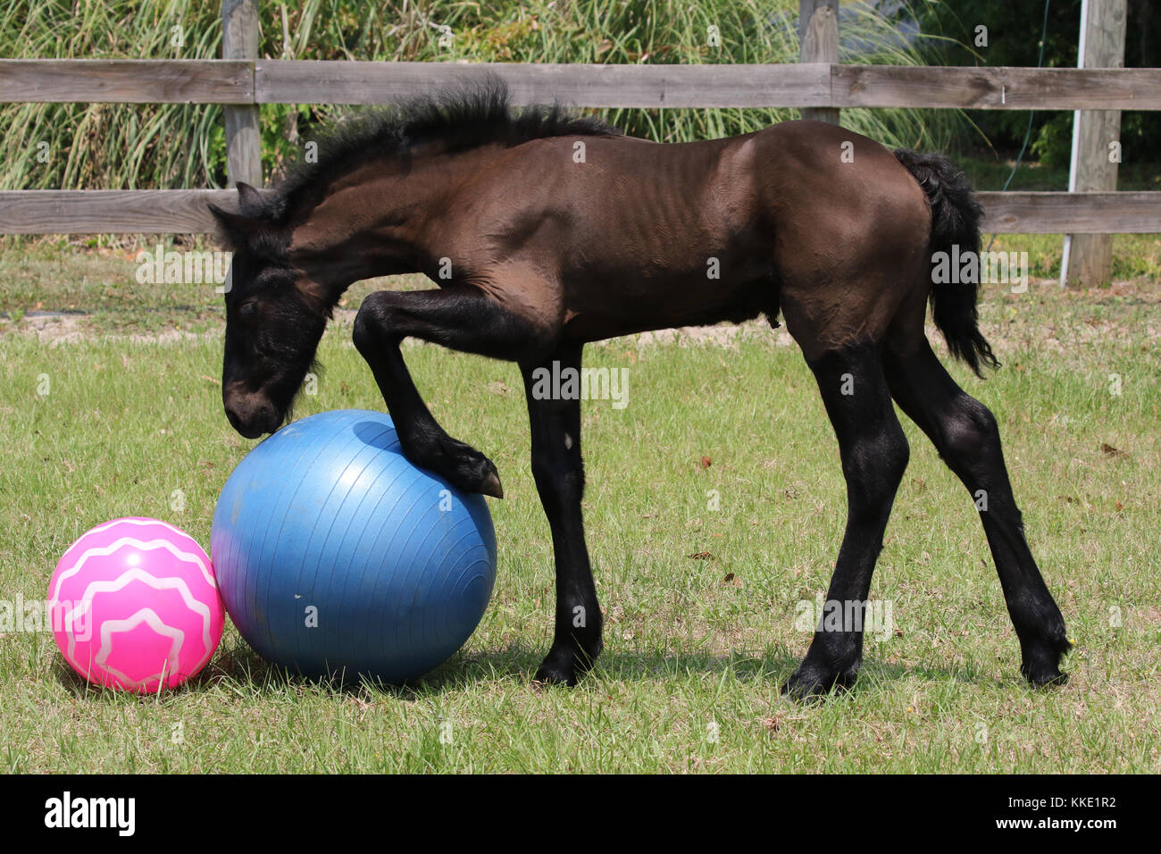 Friesen Fohlen Stockfotos und -bilder Kaufen - Alamy