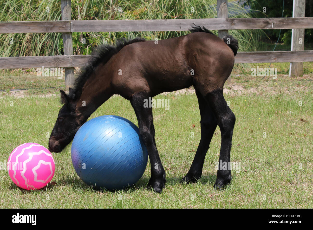 Pferd ball -Fotos und -Bildmaterial in hoher Auflösung – Alamy