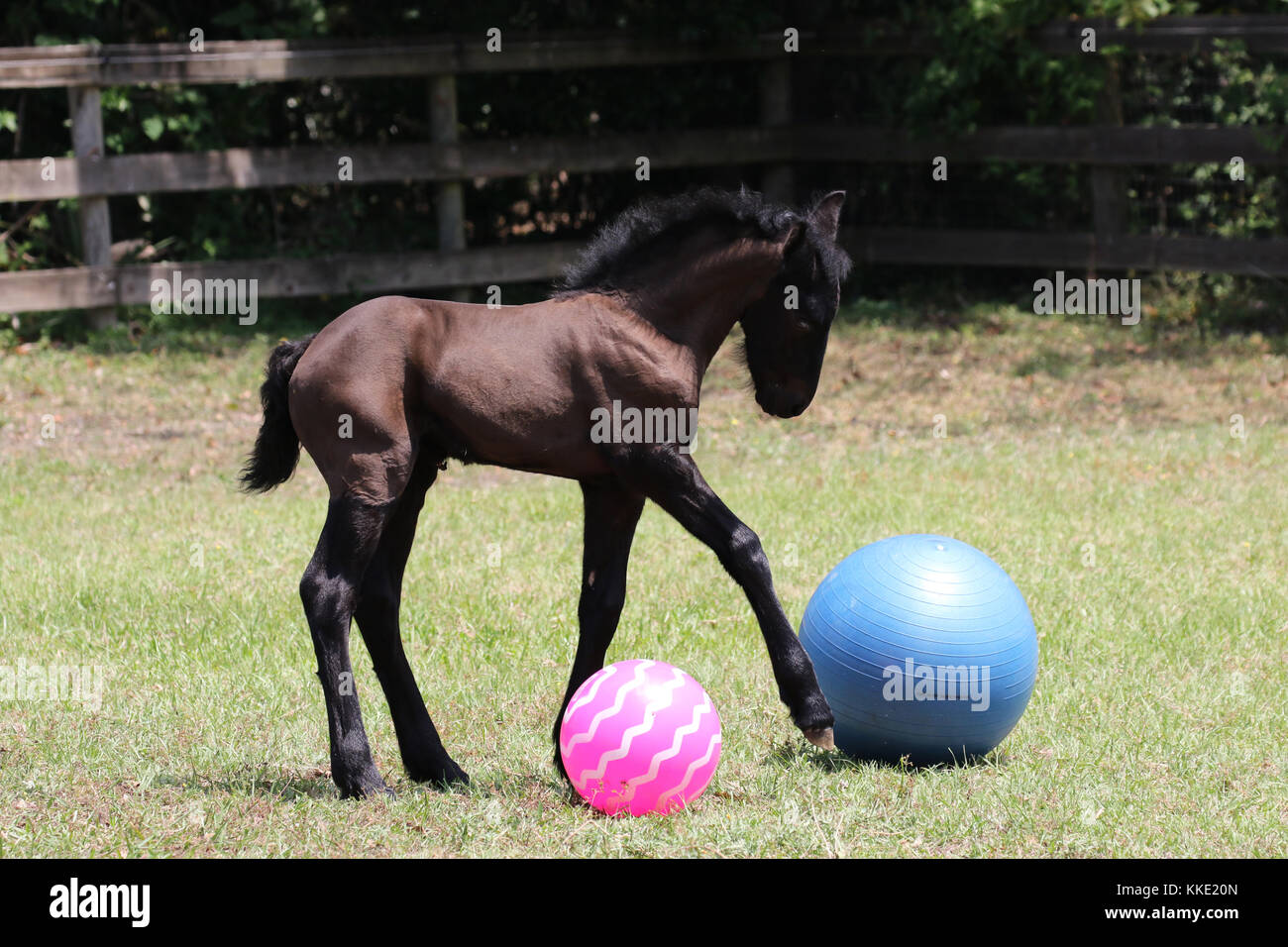 Friesen Fohlen Stockfotos und -bilder Kaufen - Alamy