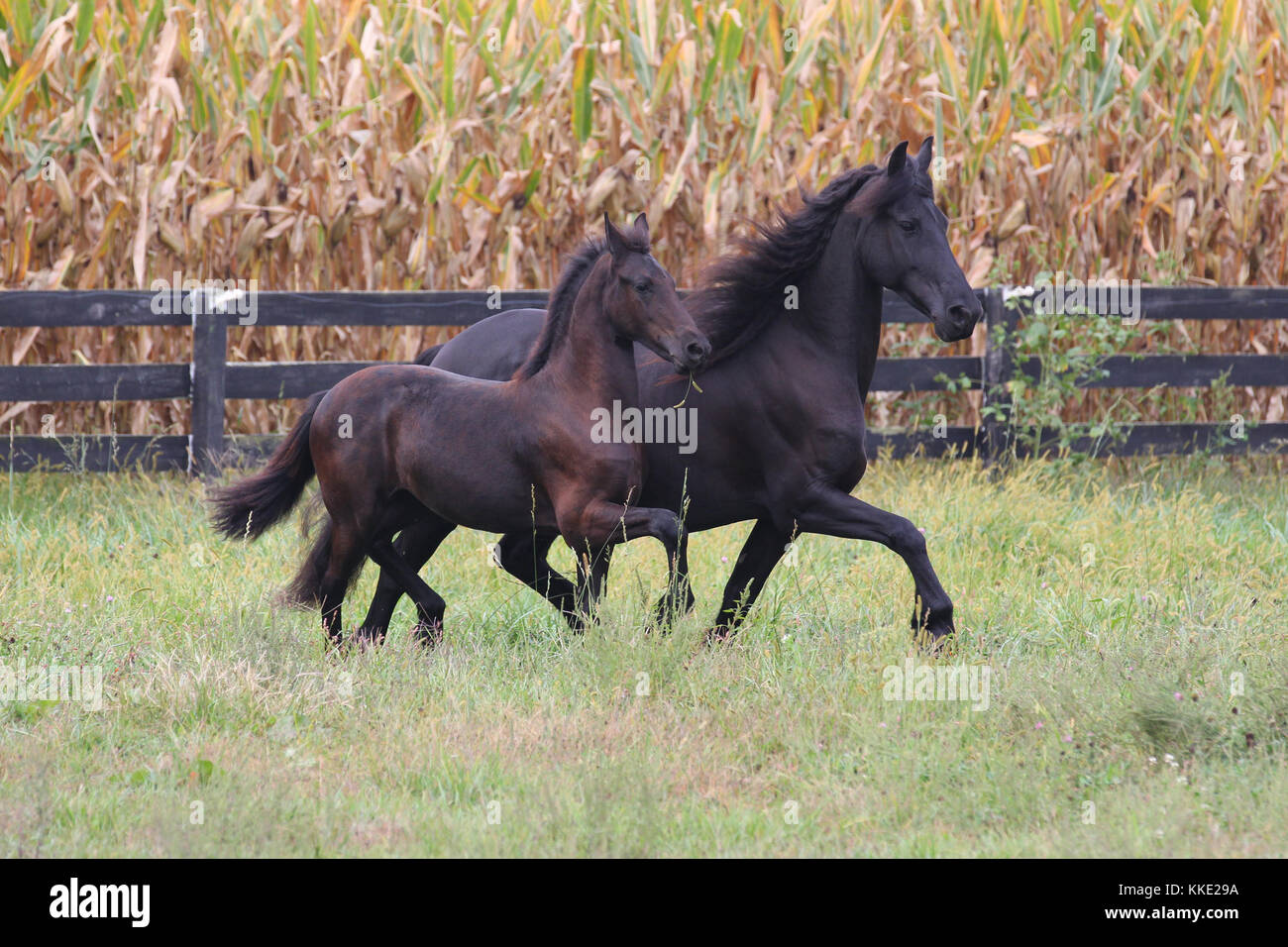 Friesen Fohlen Stockfotos und -bilder Kaufen - Alamy