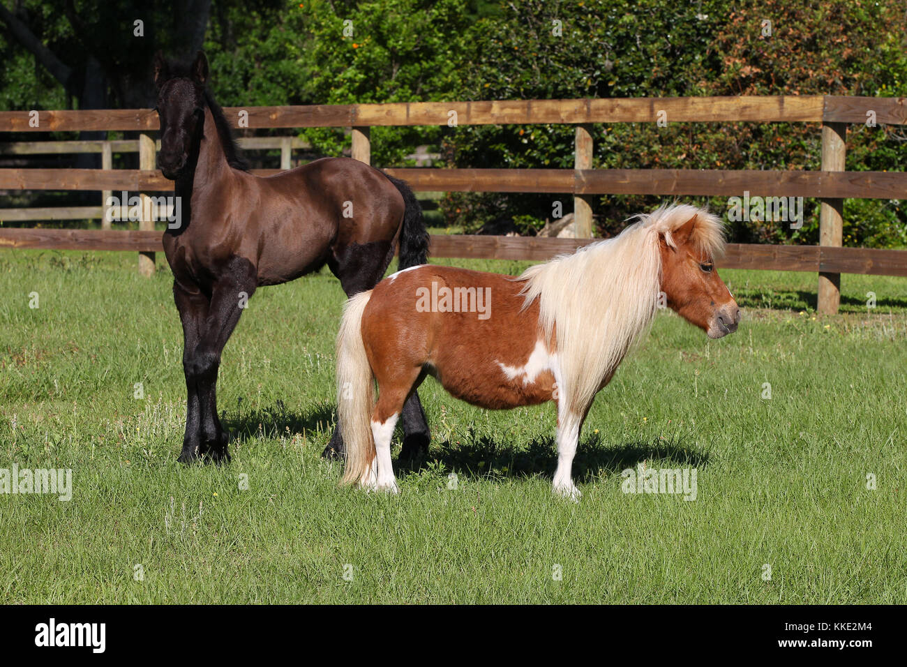 Friesen Fohlen Stockfotos und -bilder Kaufen - Alamy