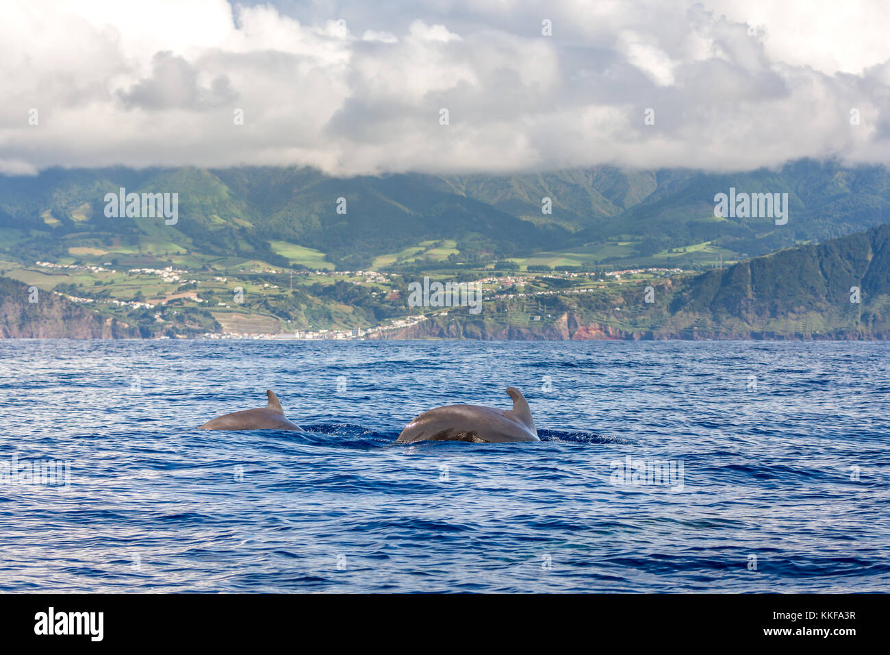 Azoren wal -Fotos und -Bildmaterial in hoher Auflösung – Alamy