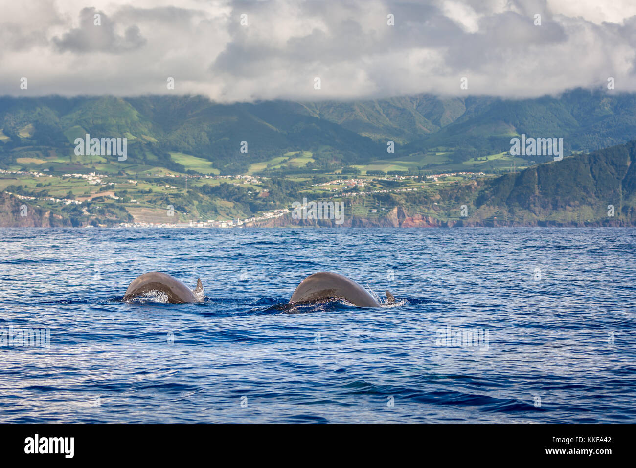 Azoren Wal Stockfotos und -bilder Kaufen - Alamy